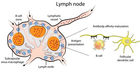 Lymph Nodes Structure Function And Clinical Significance