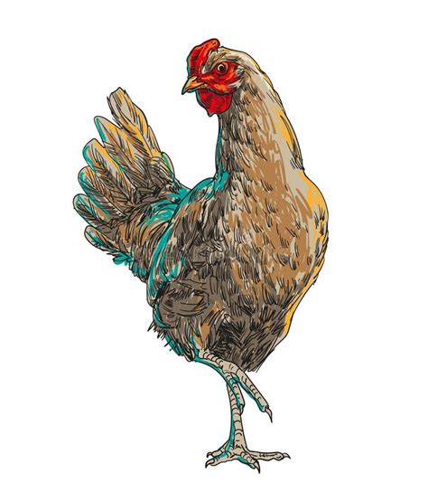 Hen Chicken Vector Illustration Hand Draw Colour Stock Vector Illustration Of Doodle Chicken