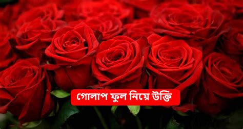 গোলাপ ফুল নিয়ে উক্তি স্ট্যাটাস ছবি ক্যাপশন ও কবিতা Palli Gram