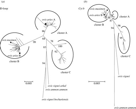 Neighbour Joining Trees Of A D Loop And B Cyt B Mtdna Types