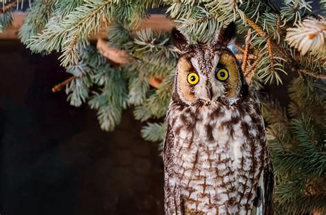 Owl Eyes Natures Night Vision Goggles Alberta Institute For