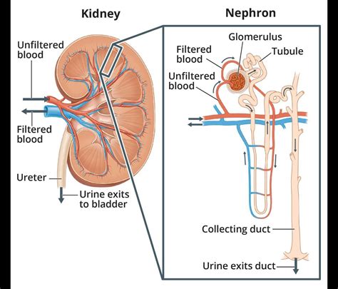 Essential 101 Nephrotic Syndrome Thinkmed