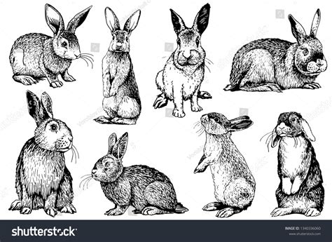 34184 Black And White Rabbit Drawing Stock Vectors And Vector Art