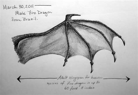 Anatomy Of A Dragon Wing