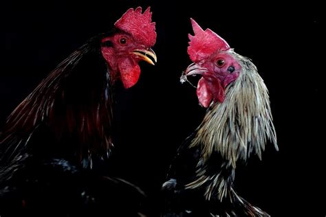 Man Dies After Scuffle With His Rooster On His Way To A Cockfight
