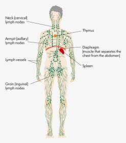 Clipart Human Body Outline Blank Human Body Diagram No Background Hd