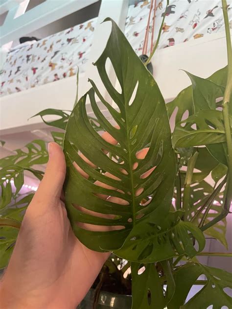 Identification R Monstera