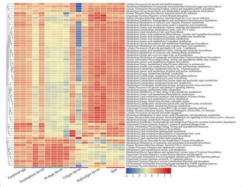 Heatmap Shows The Predicted Functional Potentials Of Larval Bacterial