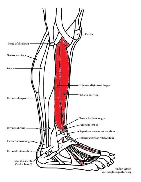 Lower Leg Ankle And Foot