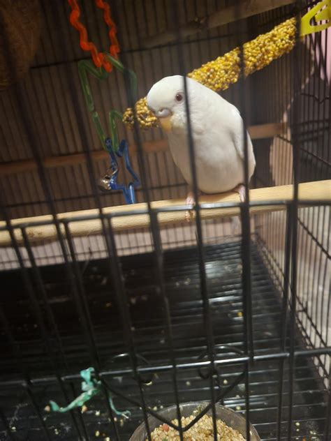 Sex Of An Albino Parakeet Rbudgies