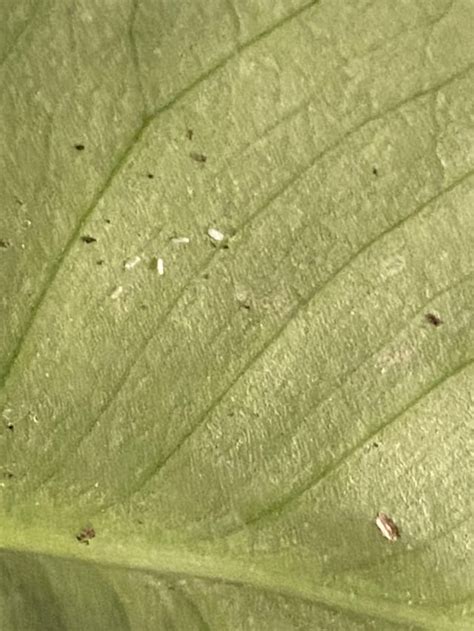 Thrips Springtails Springtail Eggs Other Bug Eggs Miniature Rice Looking Thing On My