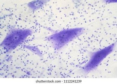 Neurons Cells Brain Under Microscope View Stock Photo Shutterstock