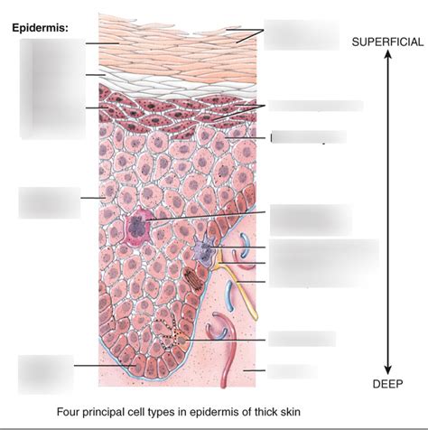 Organize The Following Layers Of The Epidermis From Superficial To Deep Quizlet At Koby Munz Blog
