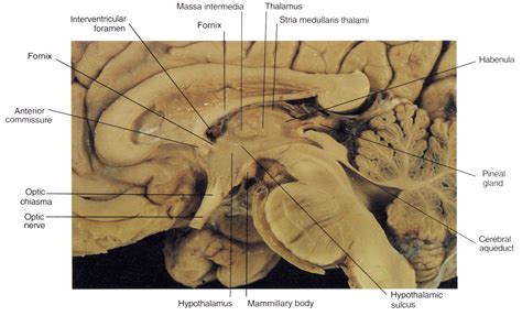 Human Anatomy And Physiology Body Sagittal Plane