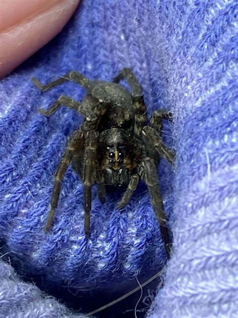 Sex Age Species Help R Spiders
