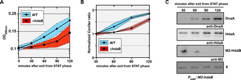 Hdab Promotes Replication Initiation When Cells Exit Stationary Phase Download Scientific