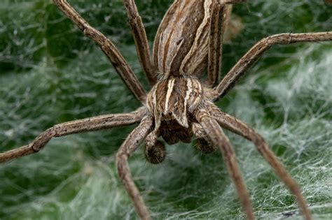 AraÑa Lobo Características Hábitat Veneno Cumbre Pueblos