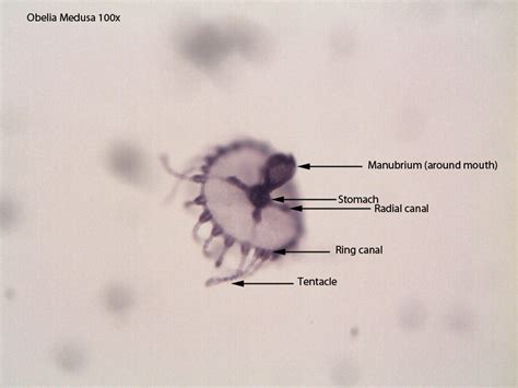Class Hydrozoa The Hydroids Dr Peats Biology Page