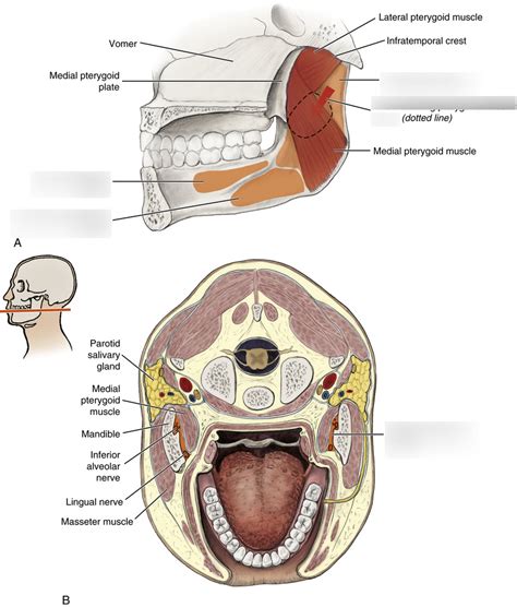 Infratemporal Space Diagram Quizlet