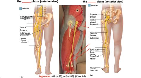 Lumbar Plexus Diagram Quizlet Lumbar Plexus Diagram Quizlet