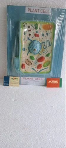 Pvc A One Science Plant Cell Model For Education At ₹ 355 Piece In Kakar Majra