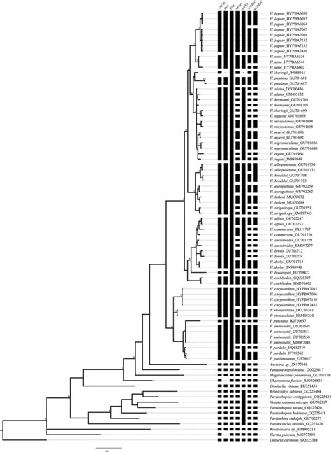 Bayesian Inference Tree Based On Coi Sequences Of Hypostomus And