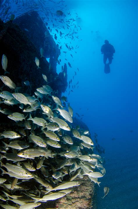 Hero8 다이버 다이버 실루엣 다이빙 다이빙 용품 대양 같은 모험 바다 바다 모험 바다 생물 바다 장면