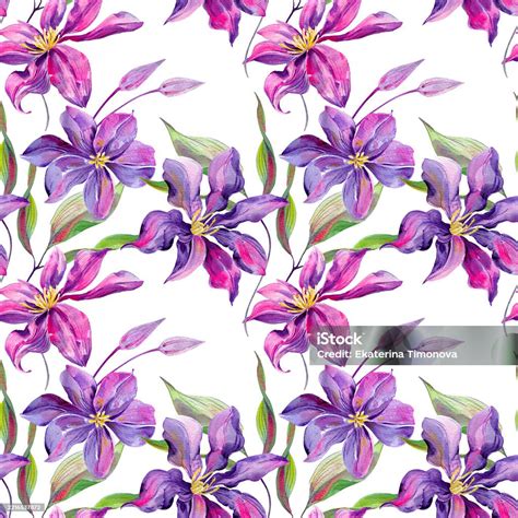 클레 마티스 꽃과 새싹 잎은 여러 가지 빛깔의 우아함 완벽 한 패턴입니다 질감이 있는 수채화로 손으로 그렸습니다 포장 벽지 직물을 위해 0명에 대한 스톡 벡터 아트 및 기타