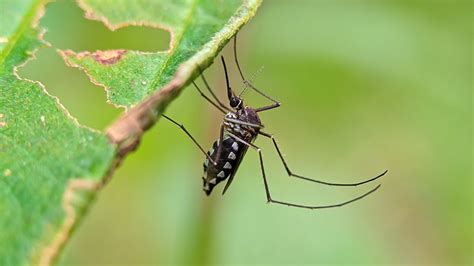 Uk Weather Long And Hot Summers Raise Risk Of Mosquitoes Carrying