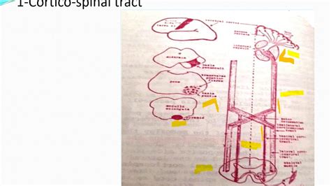 Pyramidal And Extra Pyramidal Youtube