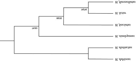 Tree Obtained By Parsimony Analysis Of A Morphological Dataset With