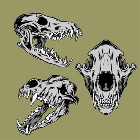 Wolf Skull Drawing