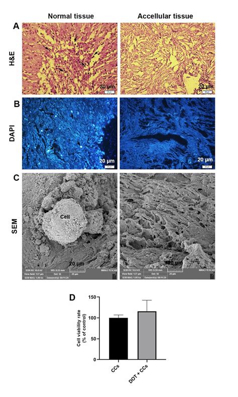 Confirmation Of Decellularization Process Via Several Analyses H And E