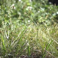 Carex Praegracilis Clustered Field Sedge Freeway Sedge Go Botany