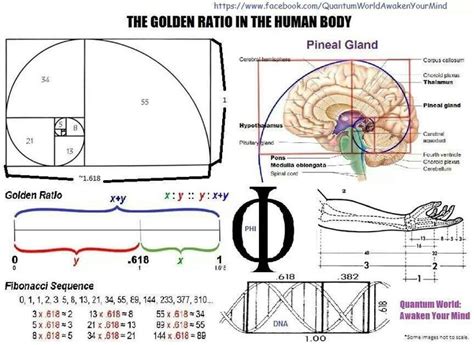 Fibonacci Sequence Formula Golden Ratio Intellilomi