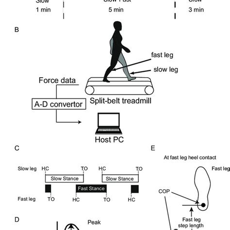 Experimental Paradigm Setup And Calculated Gait Parameters A