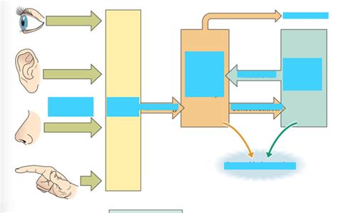 memory processing and retrieval diagram quizlet