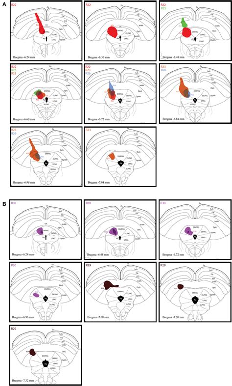 Injection Sites Of Retrograde Tracer Experiments A Schematic Download Scientific Diagram