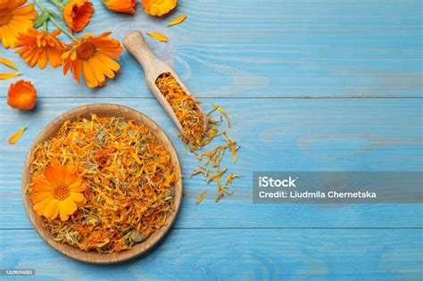 밝은 파란색 나무 테이블에 건조하고 신선한 금송화 꽃 평면 누워 텍스트 공간 0명에 대한 스톡 사진 및 기타 이미지 0명 건강관리와 의술 건조한 Istock