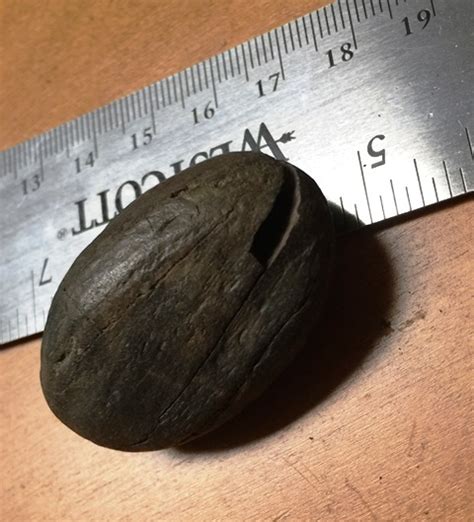 ID Help Seed Nut Fossilized Round Thing From GMR Fossil ID The Fossil Forum