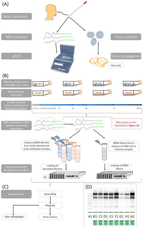 Gigascience On Twitter High Temporal Resolution Nanopore Sequencing