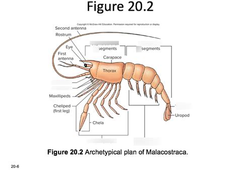 Crustacean Diagram