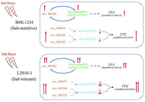 Circrna Mediated Molecular Regulation Model Download Scientific Diagram