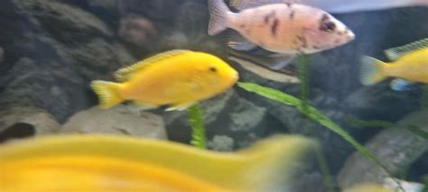 Malawi Yellow Barsch In Nordrhein Westfalen Krefeld Barsche Günstig