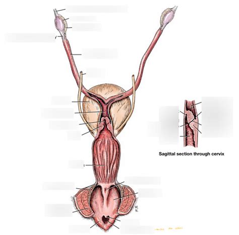Female Genital Organ Diagram Quizlet