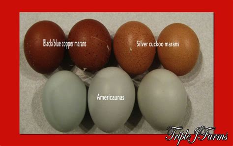 Blue Copper Maran Eggs