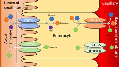 Understanding Fructose Malabsorption