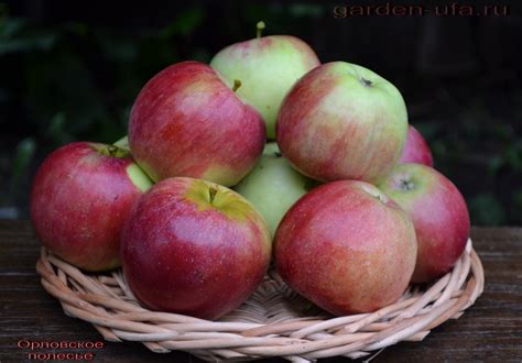 Яблоня Орловское Полесье Описание Фото – Telegraph