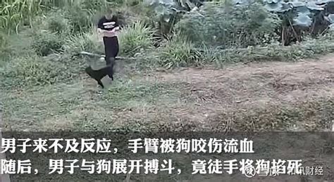 男子被恶狗咬伤后徒手将狗掐死！网友：“现实版武松打狗！” 男子池塘边钓鱼，突然窜出一条狗对其撕咬，男子手臂被咬伤流血，气急之下与狗搏斗，竟徒手