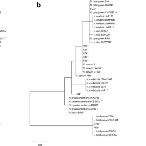Phylogenetic Trees Were Created Using Maximum Likelihood Method In Mega